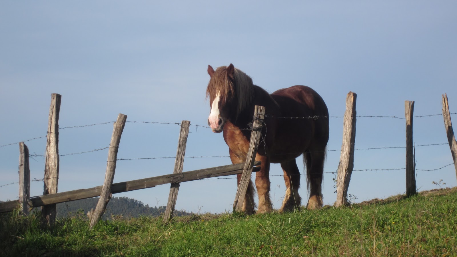 Euskal Herriko Mendiko Zaldia: diciembre 2011