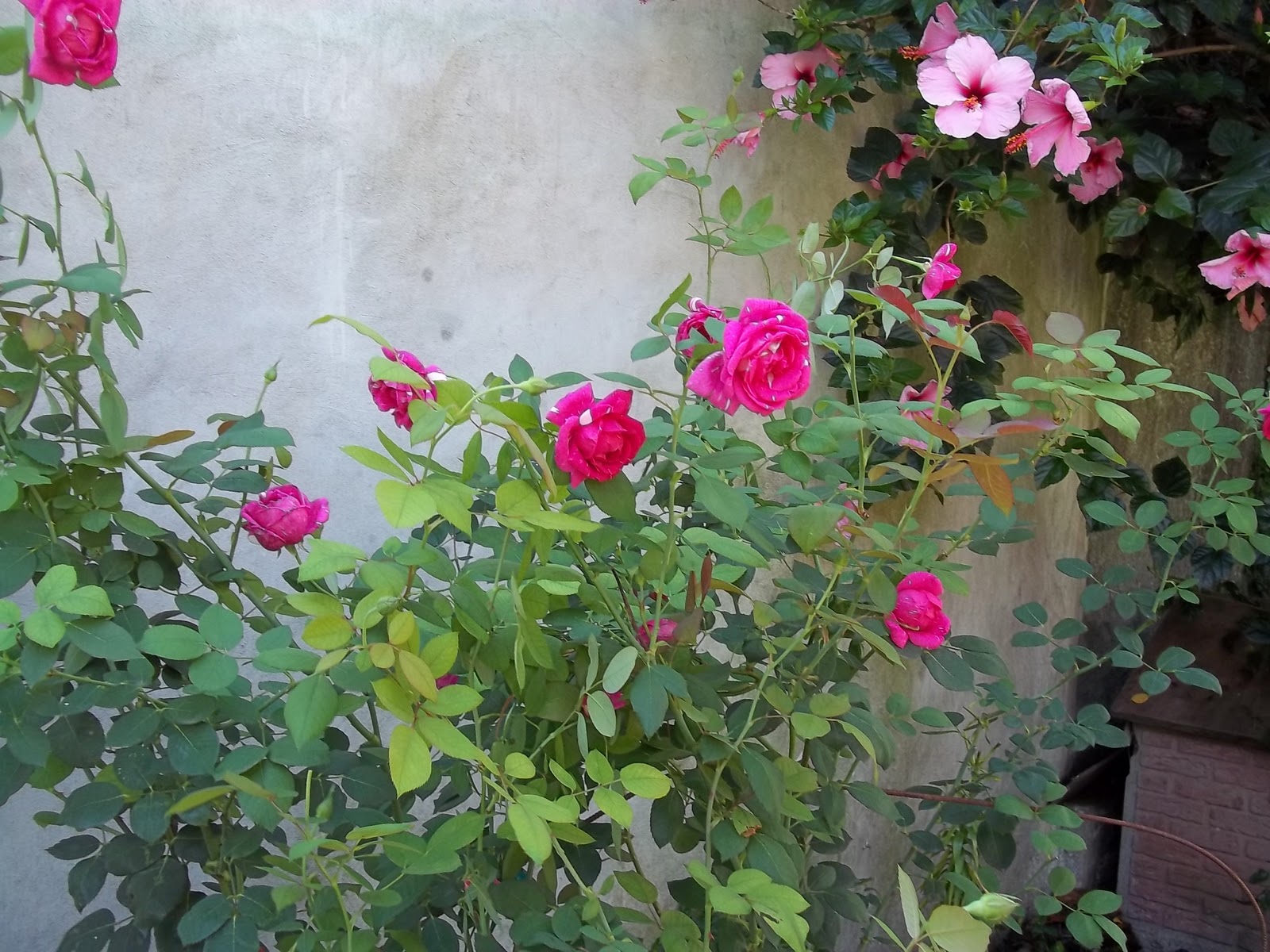 El cuidado de las plantas y el jardin- Sandra Gómez-: Cuidado del rosal