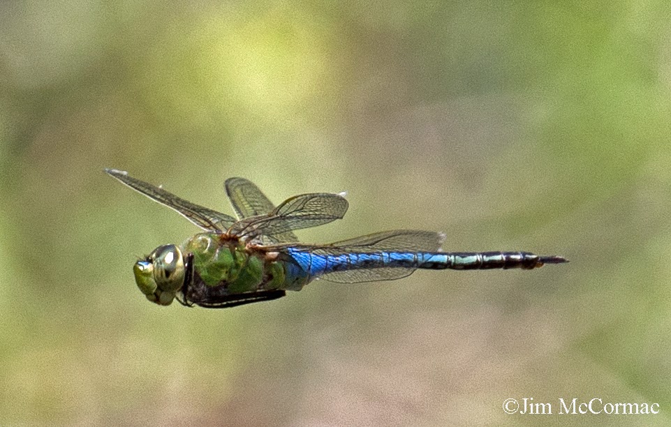 Ohio Birds and Biodiversity: Dragonfly in flight, and the new Canon 7D ...