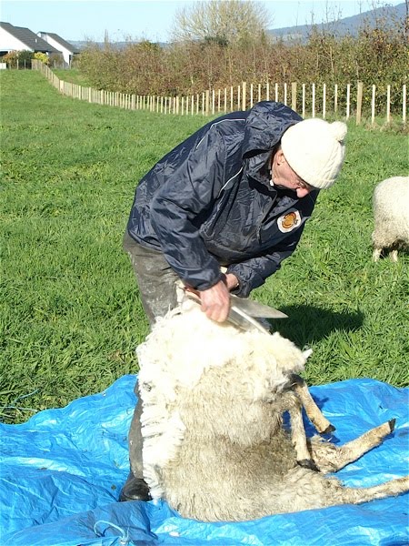 Woolshed 1: Sheep Husbandry - blade shearing method