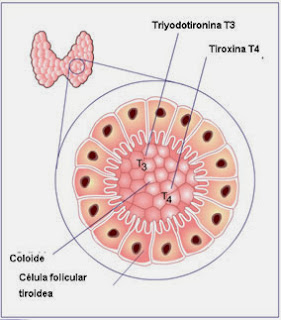 Hormonas tiroideas | Nutrición a las 6
