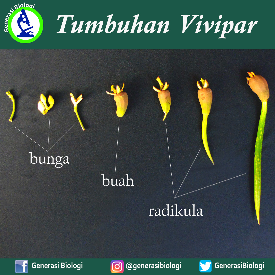 Adaptasi Mangrove pada Asam Absisat dan Pengaruh Berbiji Vivipar ...