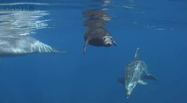 White Wolf : Altruistic Dolphins Help Seal Find Its Way Back To Sea (VIDEO)