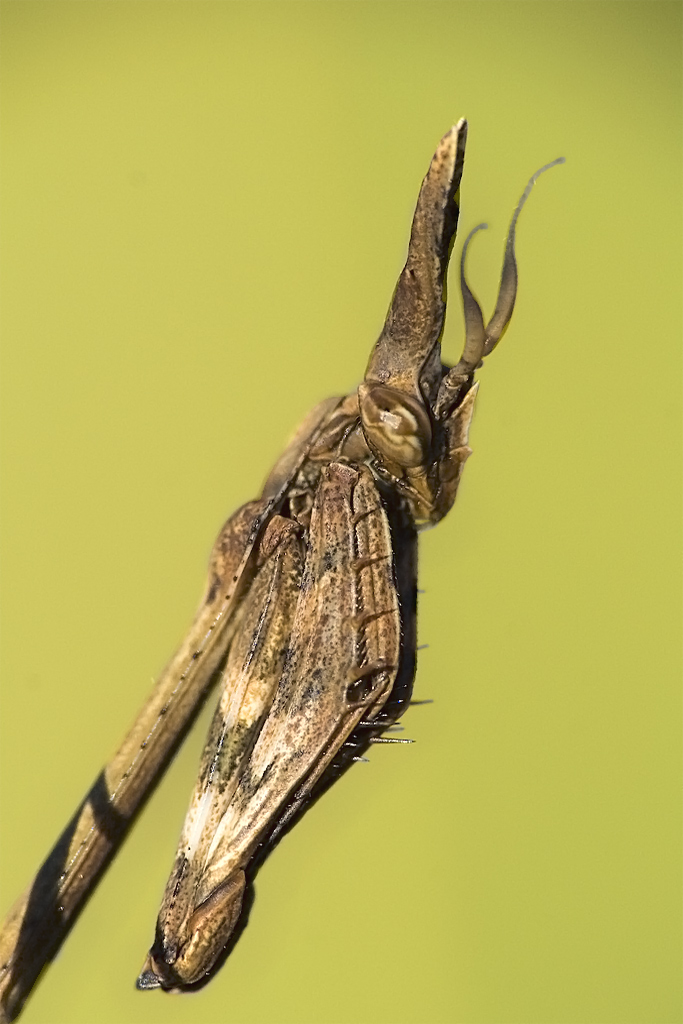 Invertebrados de Huesca: Empusa pennata (Thunberg, 1815) Mantis palo