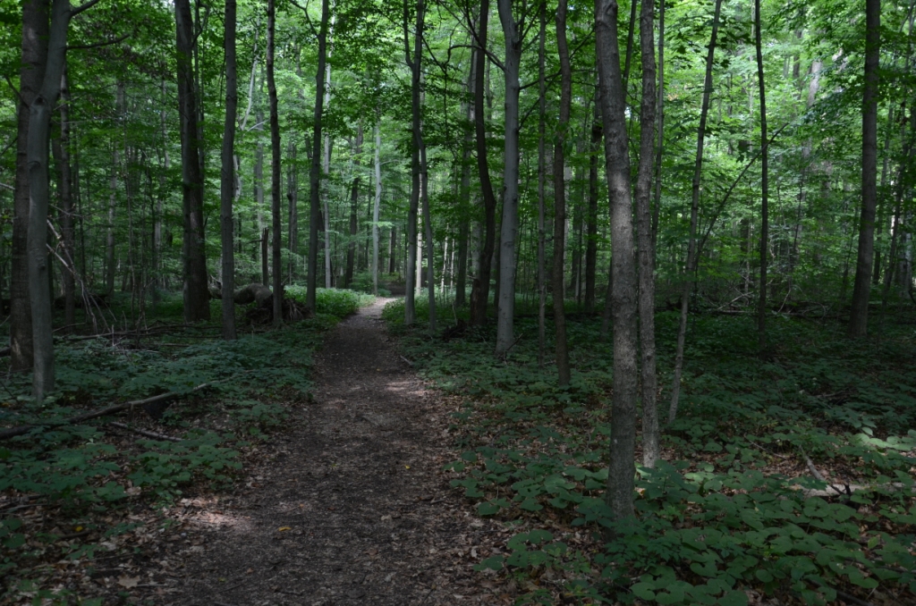 Ohio Birds and Biodiversity: Three-birds orchid