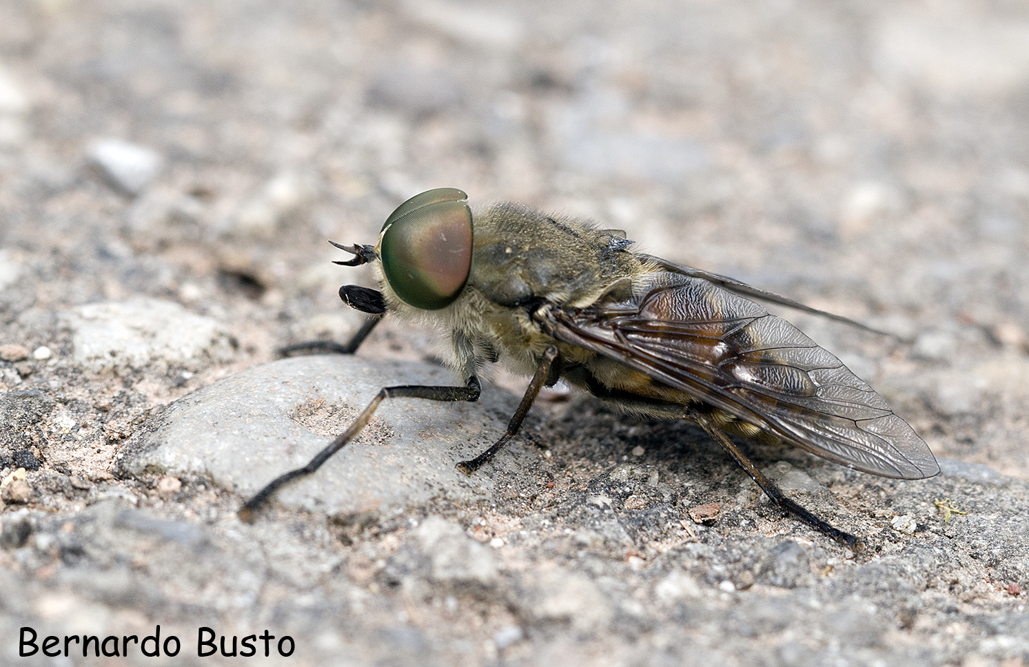 RÍA DE LA VILLA: Tábanos