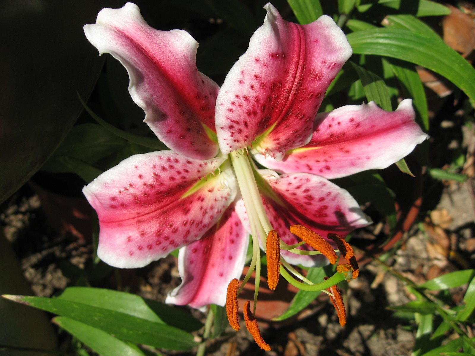 ARTE Y JARDINERÍA : AZUCENA. Lilium. Bulbos de temporada en el jardin