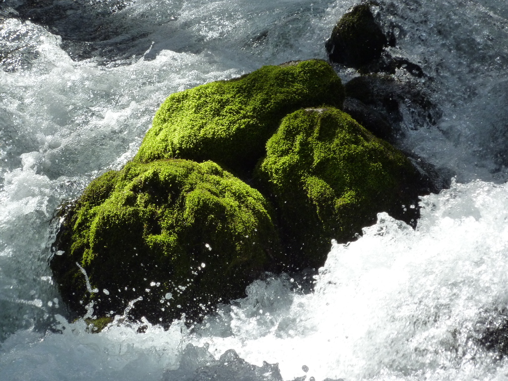 Another Side of this Life: CR2013: Play Dates, Karst Spring, and Field