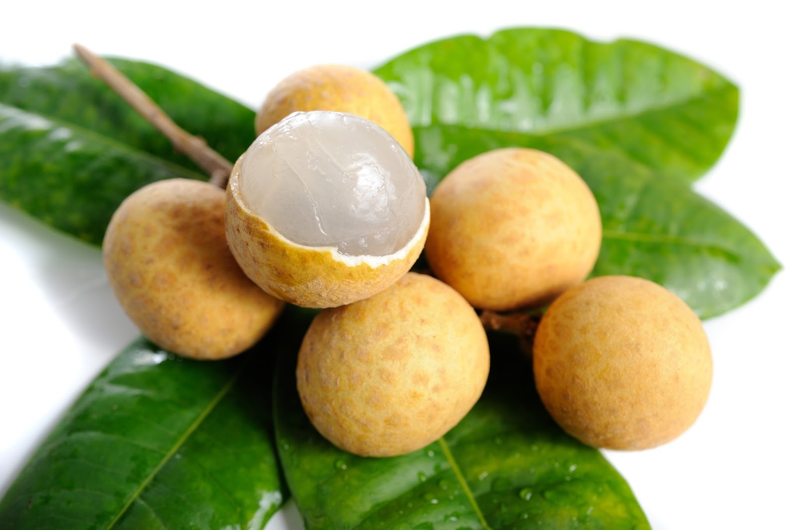 M - TECH GARDENS: HOW TO GROW LONGAN FRUIT TREE SEEDS