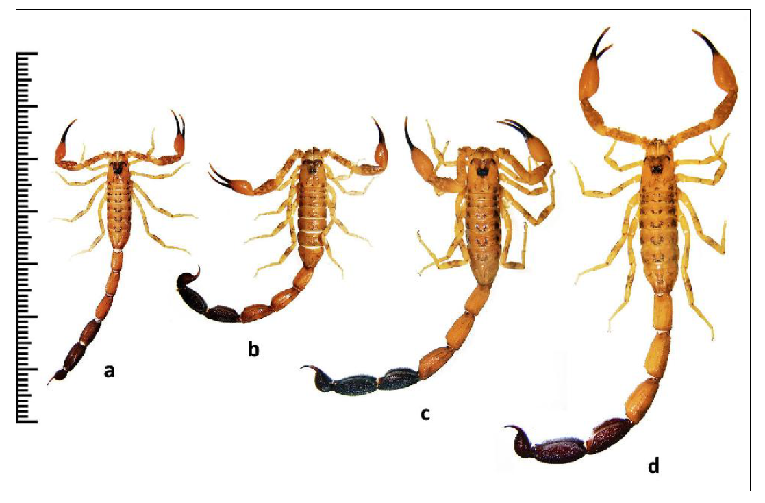 An update on the genus Tityus in Hispaniola, Greater Antilles ...