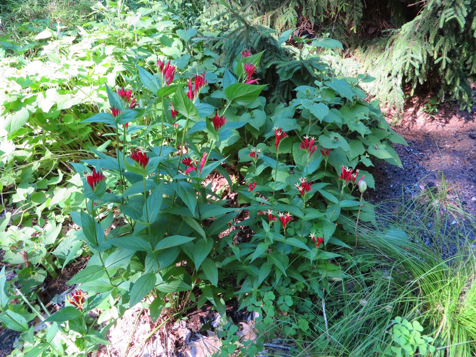 The Gardener's Eye: Indian Pink in the Woodland Garden
