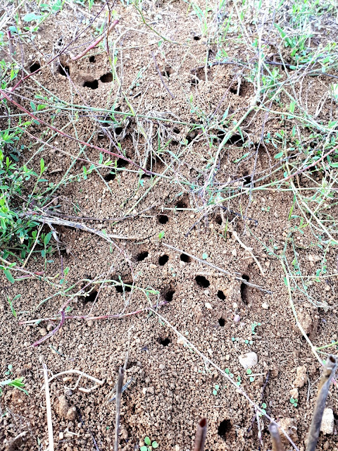 Per què algunes formigues tenen ales?