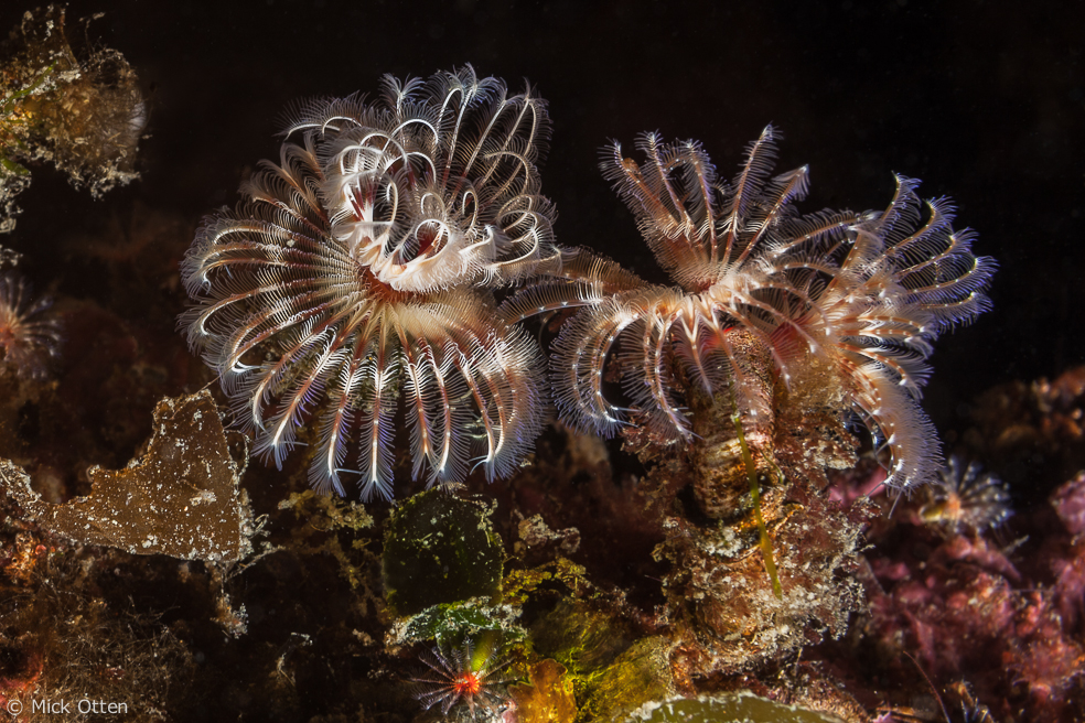 Mick's marine biology: Beautiful tube dwelling worms