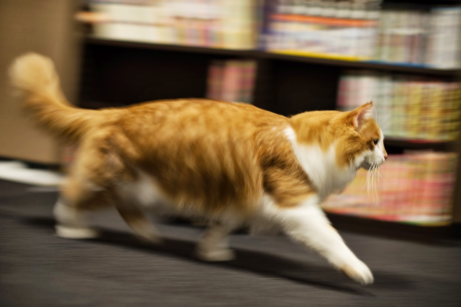 Tips on photography: How to take panning shots