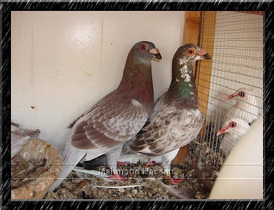 Pigeons for sale: Dragon pigeons