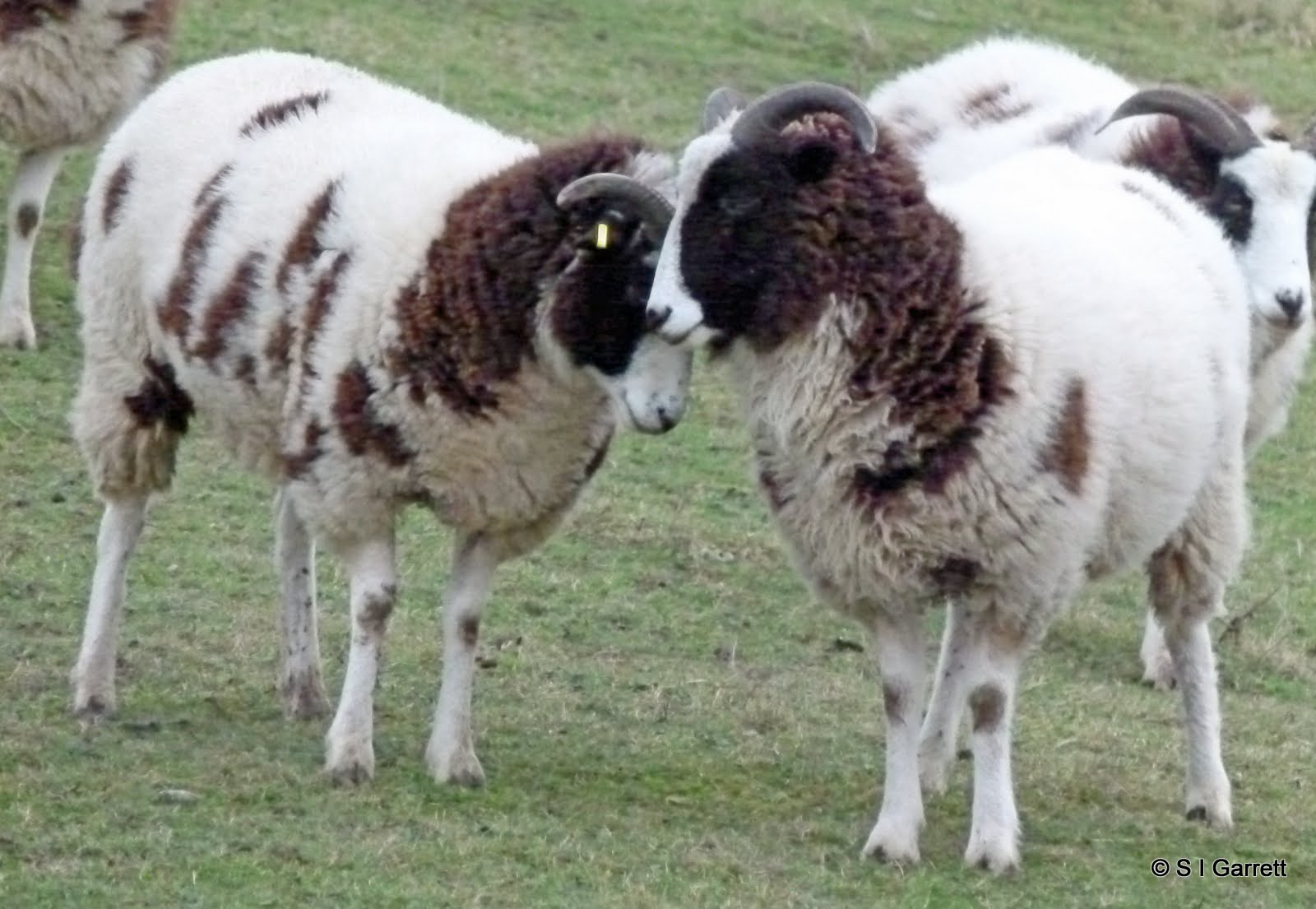 Designs on Nature: Jacob Sheep