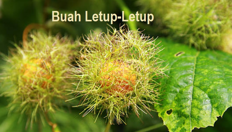 Anim Agro Technology: BUAH LETUP-LETUP - APA HEBATNYA