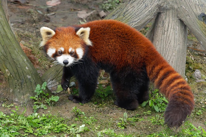 Most Terrifying & Amazing Creatures on Earth....: Beautiful Red Panda