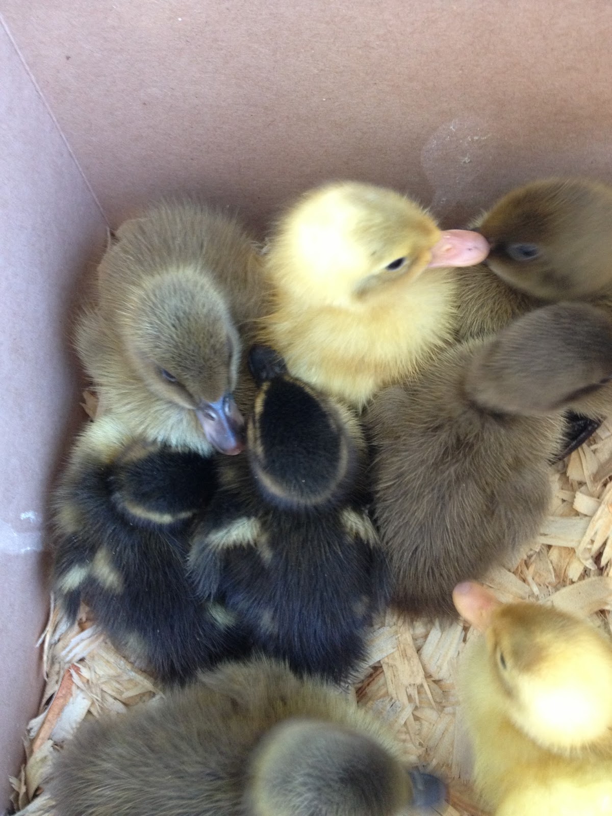 My Barefoot Farm: Cheep, Cheep