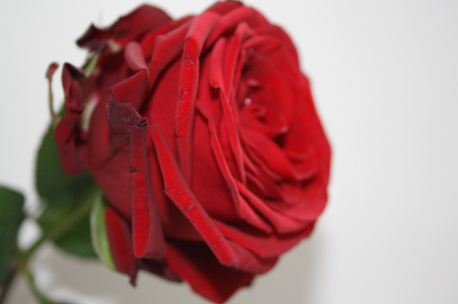 Sarah Naden [Graphic Design]: Natural Forms