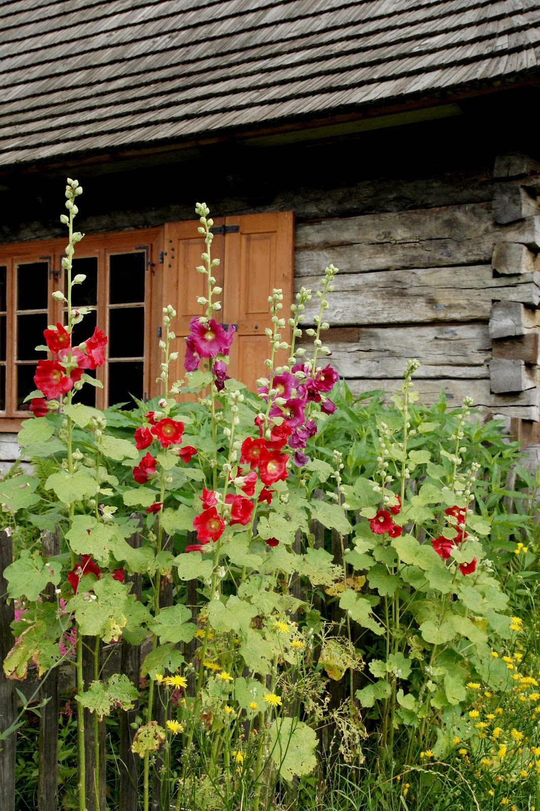 Kreatywne życie.....: Malwy....