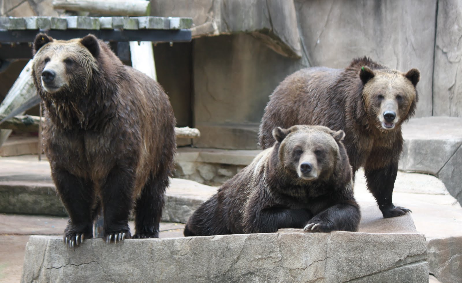 Blue Mason Jars, Pies and Cheese - Smashed Peas & Carrots
