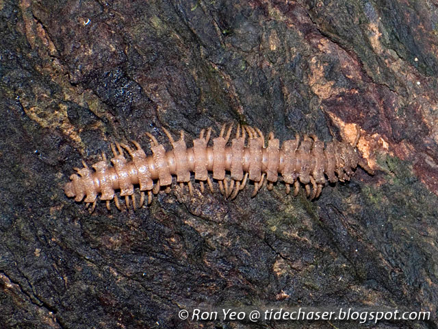 tHE tiDE cHAsER: Millipedes (Phylum Arthropoda: Class Diplopoda) of ...