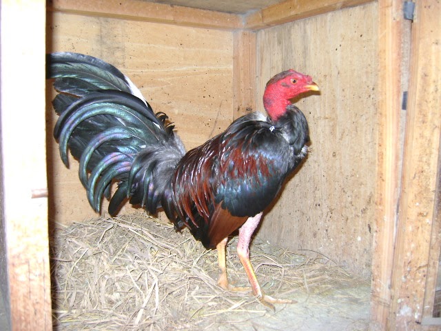 HEN INTERNATIONAL: LOS SINGULARES "PIROCOS"