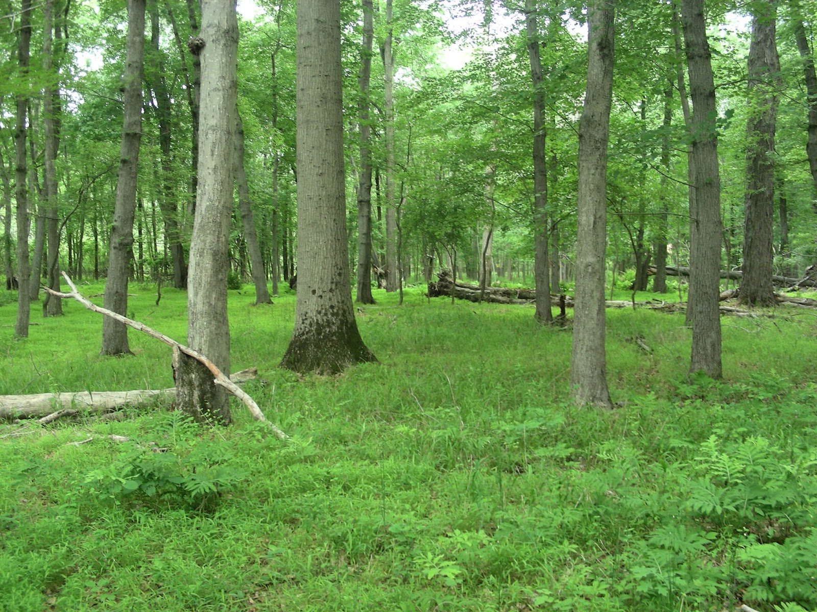 Pennypack's Natural Landscapes: Bethayres Swamp Slog