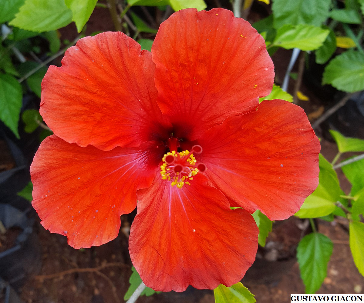 Plantas De Flores Vermelhas - LIBRAIN