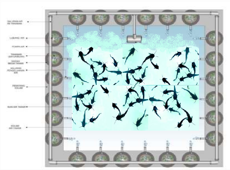 SUKSES BISNIS PERIKANAN: DEMPLOT YUMINA BUMINA, UNGGULAN BKP5K ...