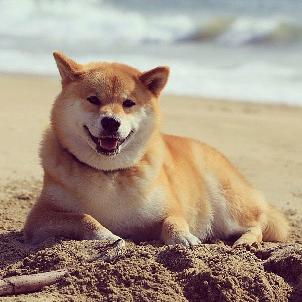 Anjing Paling Bahagia di Muka Bumi | RUPA DUNIA