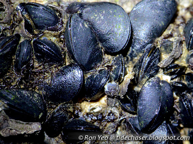 tHE tiDE cHAsER: Pteriomorph Bivalves (Phylum Mollusca: Subclass ...