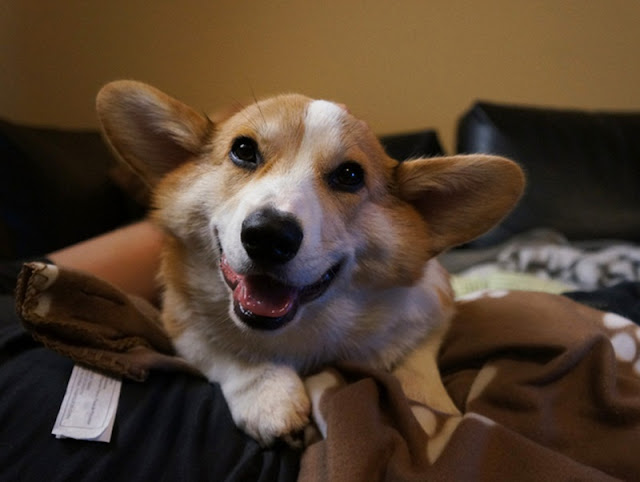Cutest corgi ever? Meet Corgnelius (20 pics) | Amazing Creatures