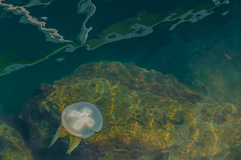 TERRA VIVA: ALFORRECA