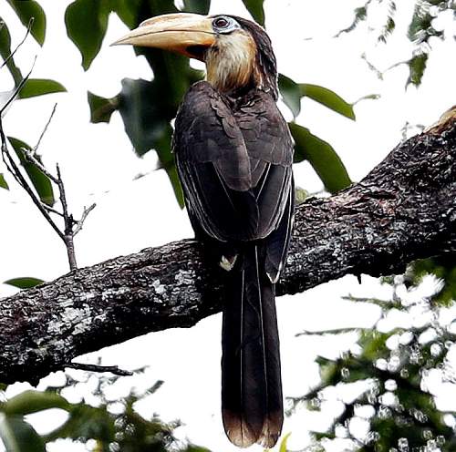Austen's brown hornbill photos | Birds of India | Bird World