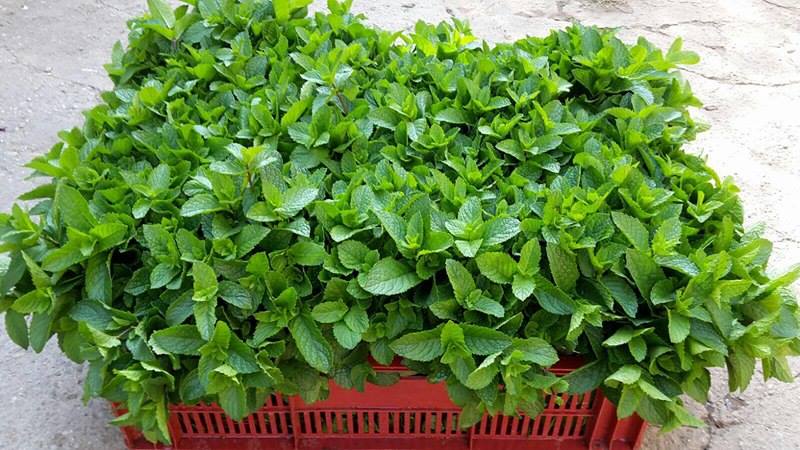Menta Olandeza sau Izdraeliana: menta proaspata sau menta fresh 2018