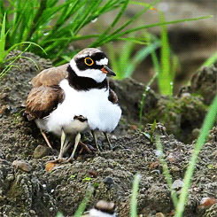 little ringed plover mama and her babies. | Unseen Pictures 4 You