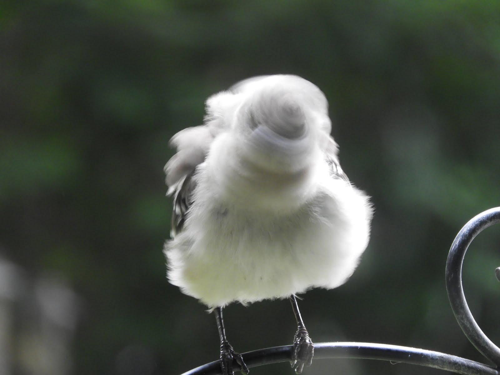 It's All About Purple: Mockingbird...