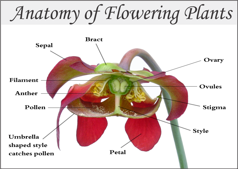Detail Notes Of Anatomy of flowering Plant