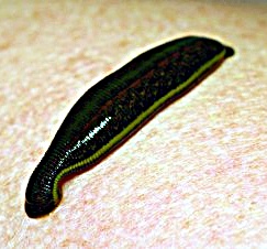 Healthy Living by Nature: Medicinal Leech