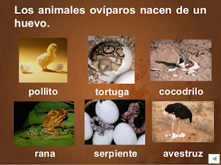 2016 ~ ANIMALES