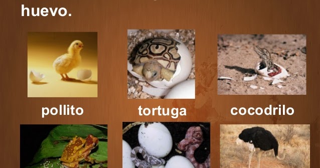 OVÍPAROS ~ ANIMALES