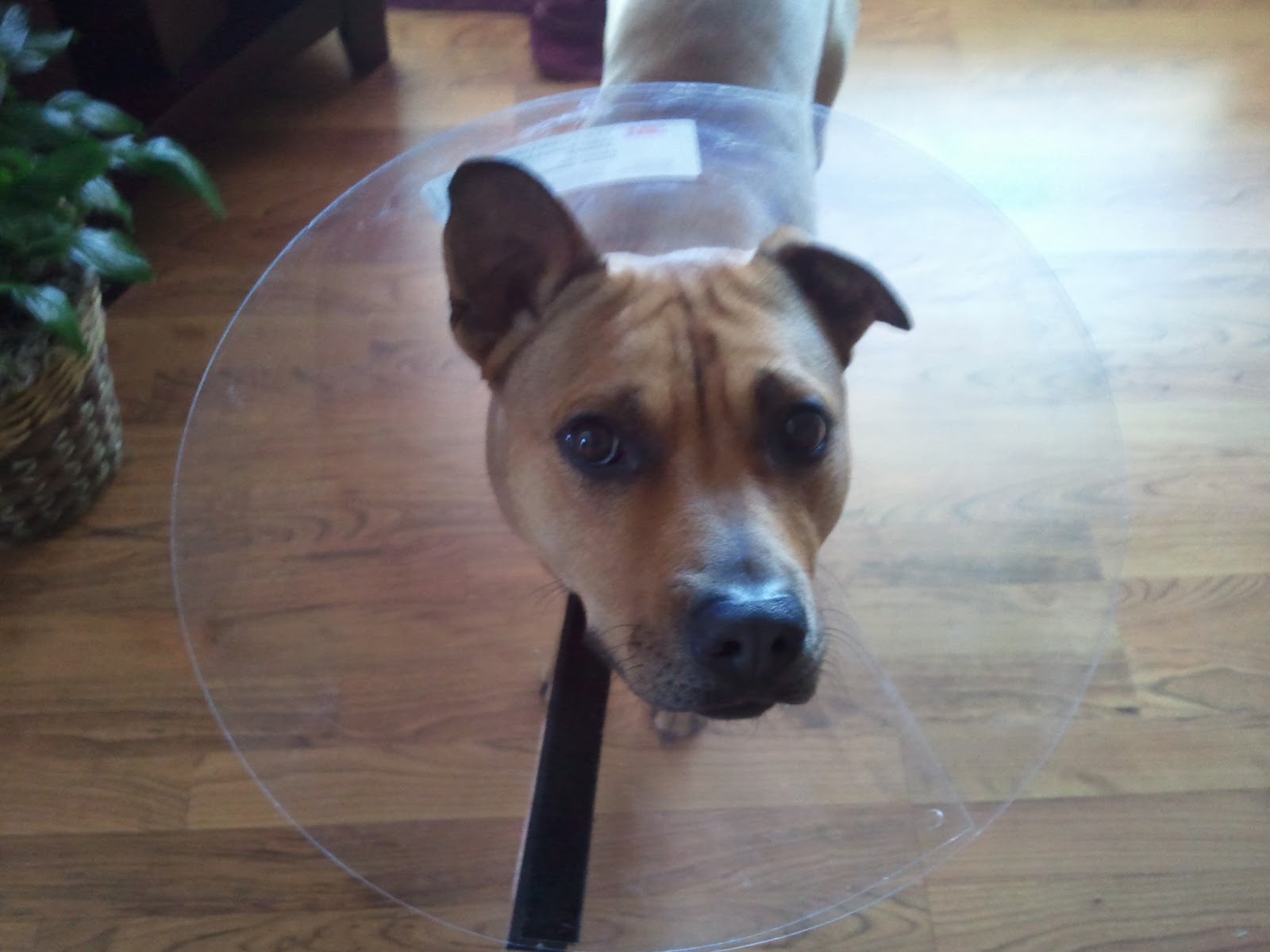 pi dog and God | india loves texas