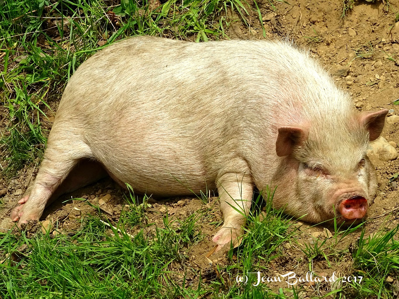 My life with the critters: A Plethora of Pigs