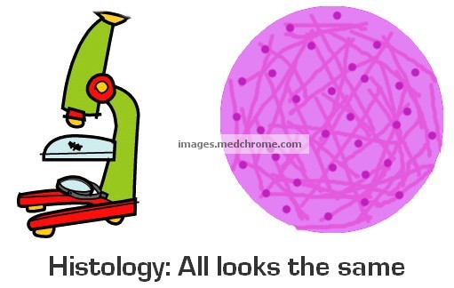 Histology: All looks the same | Medchrome Images
