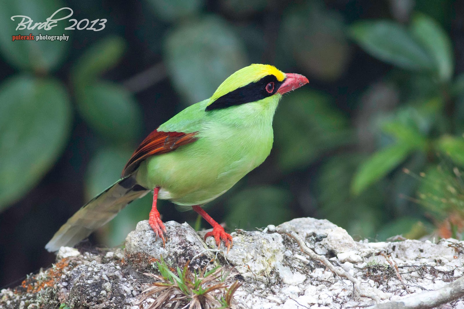 My Birds Photography: Common Green Magpie (Cissa chinensis)