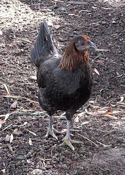 American Game Hen