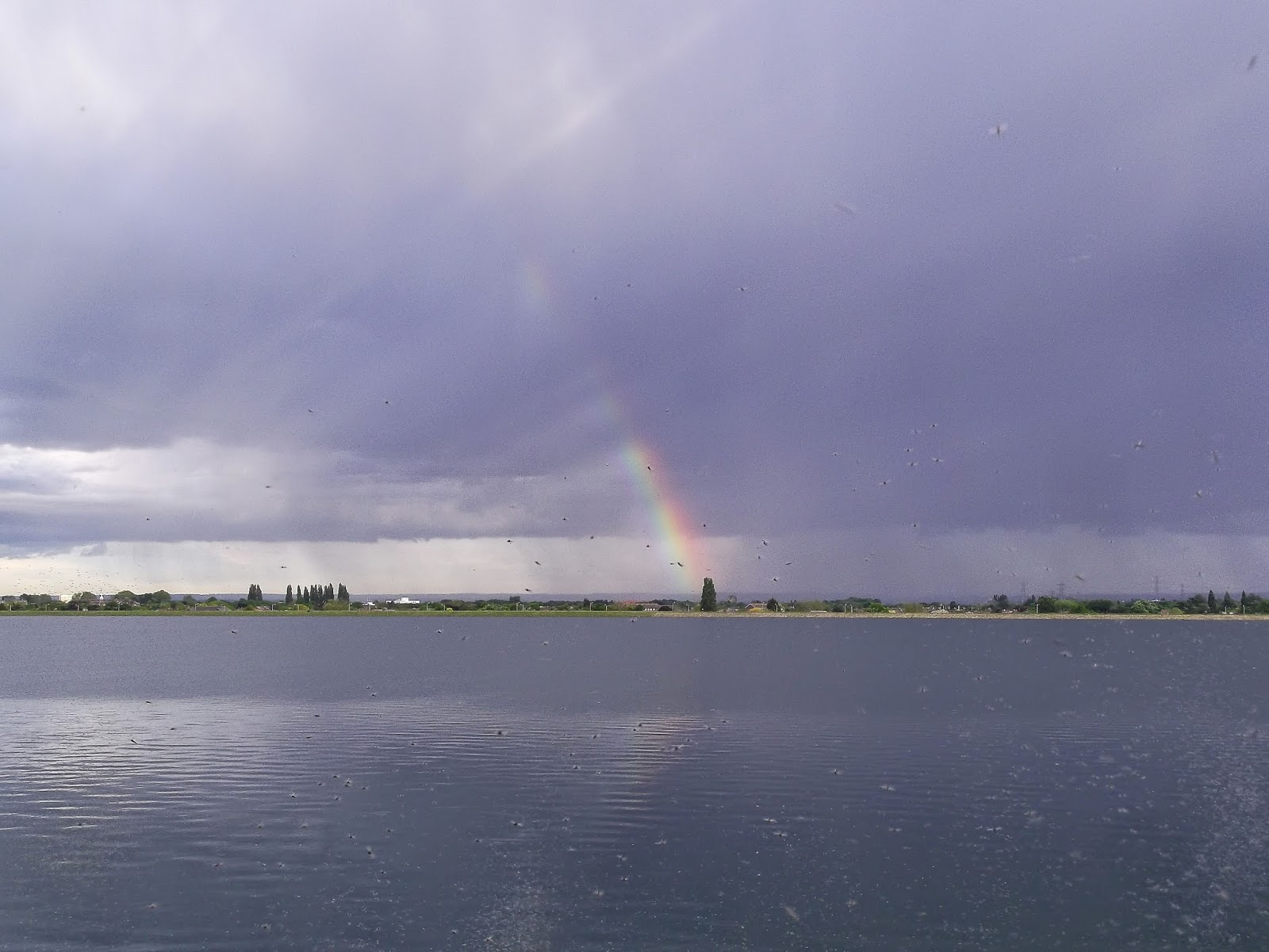 Randon's Ramblings : GREAT NORTHERN DIVER ENCORE AT STAINES RESERVOIR