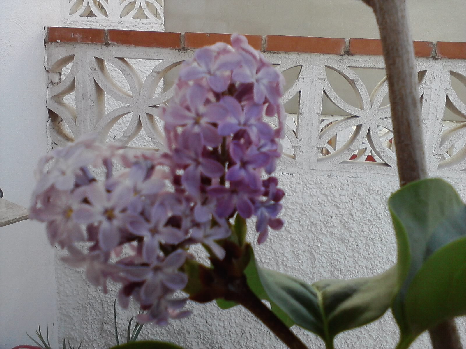 COSAS DE MARI PAZ: MIS PLANTAS